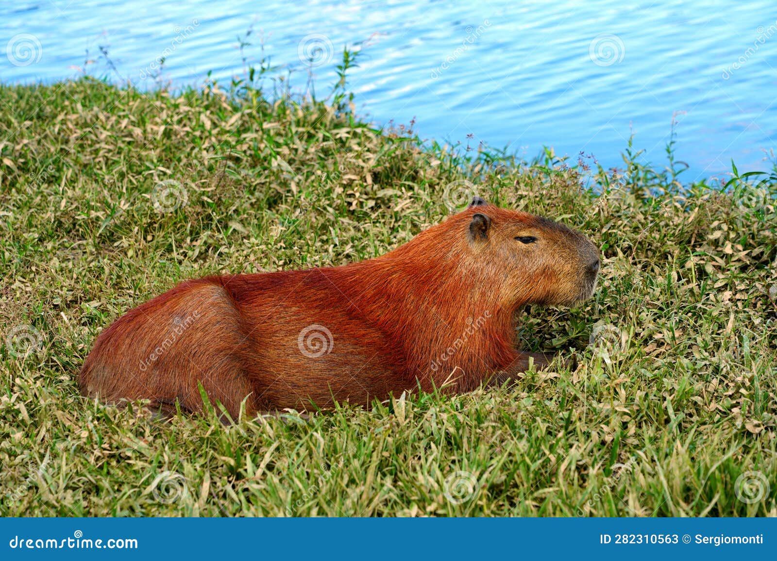 Capybara In The Lake Water. The Biggest Mouse Around The World ...