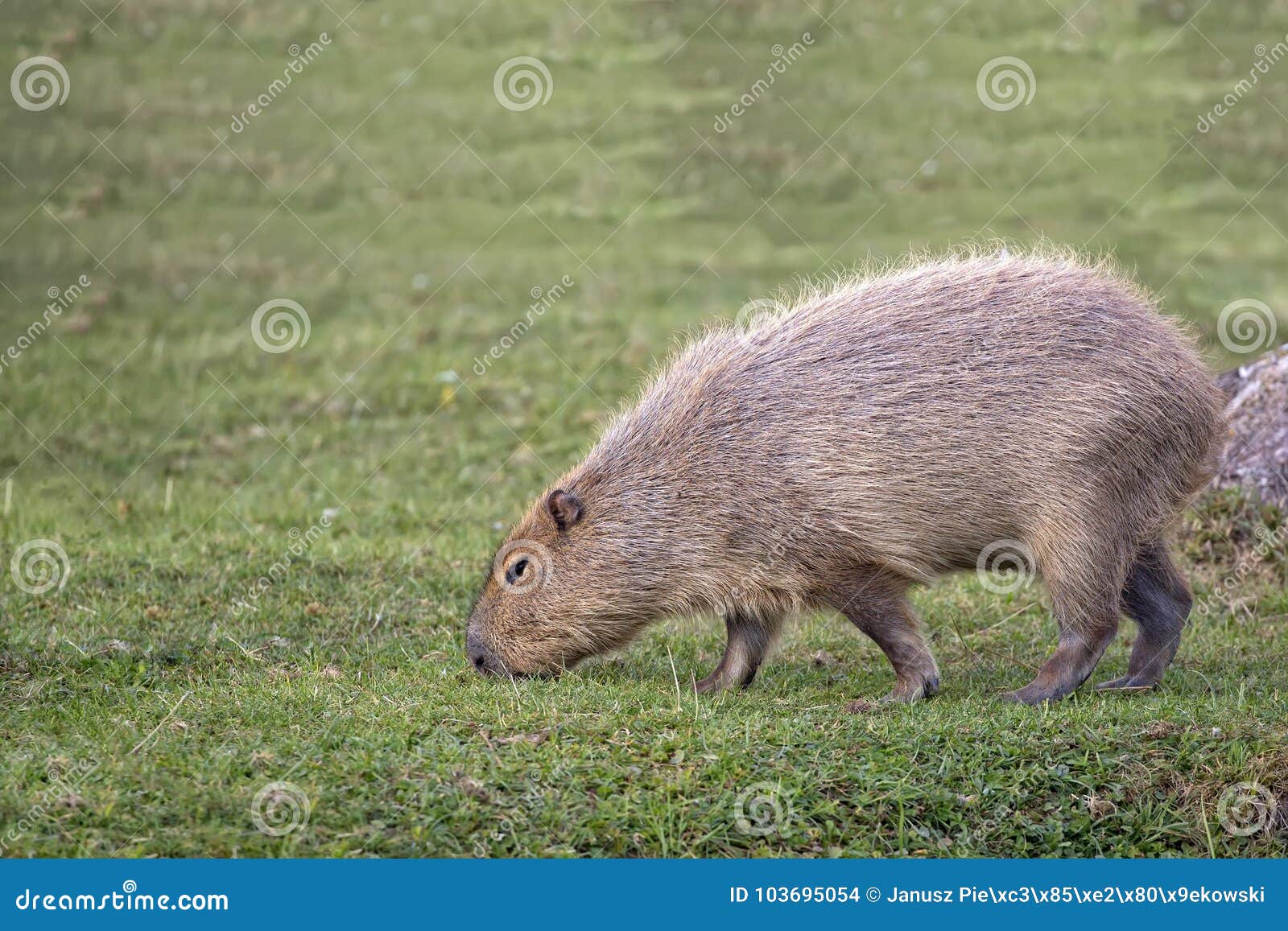 Capybara in a clearing stock photo. Image of mammal - 103695054