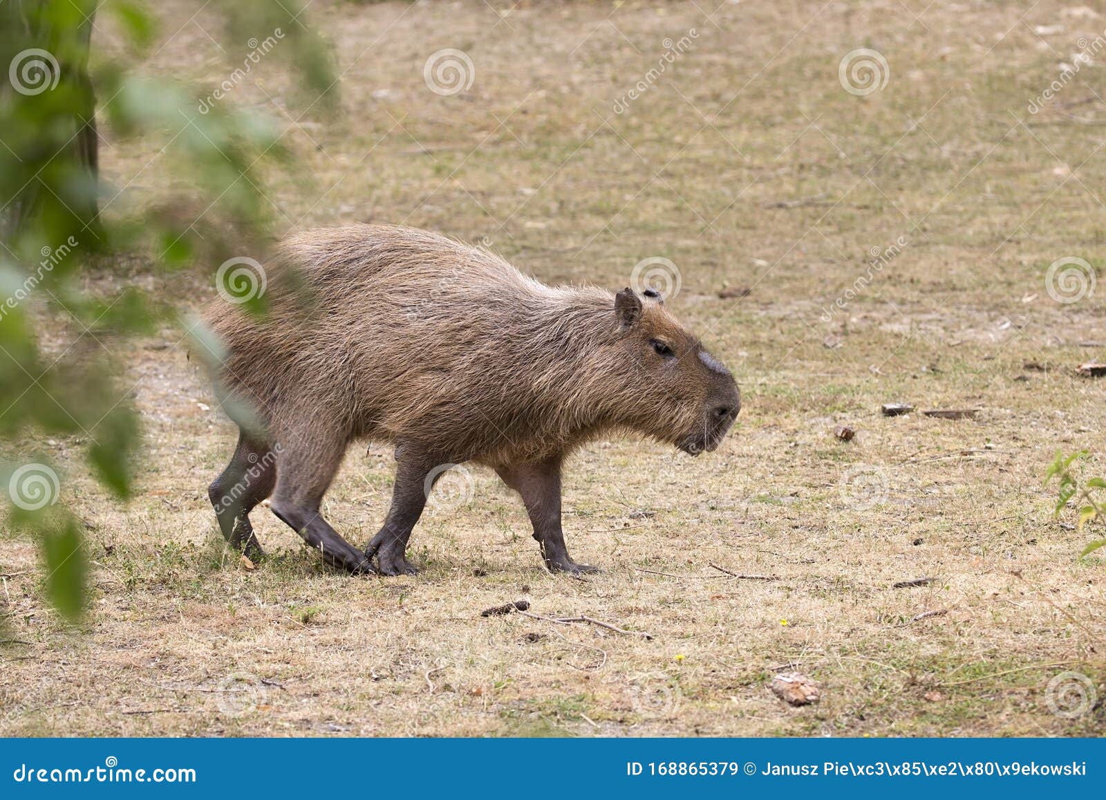 Capybara in a Clearing in the Wild Stock Image - Image of capybara ...