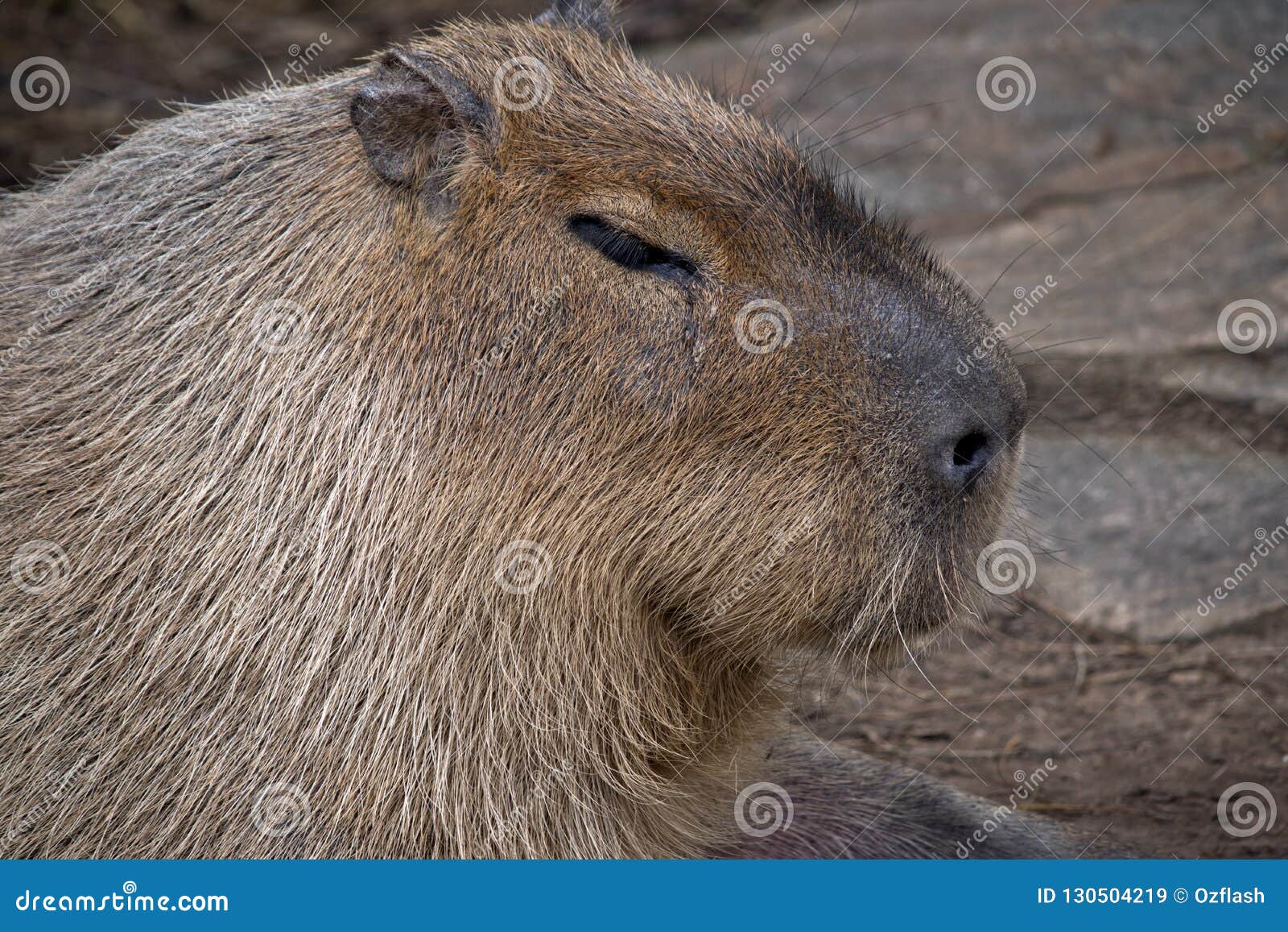 Capybara side view stock image. Image of view, capybara - 130504219