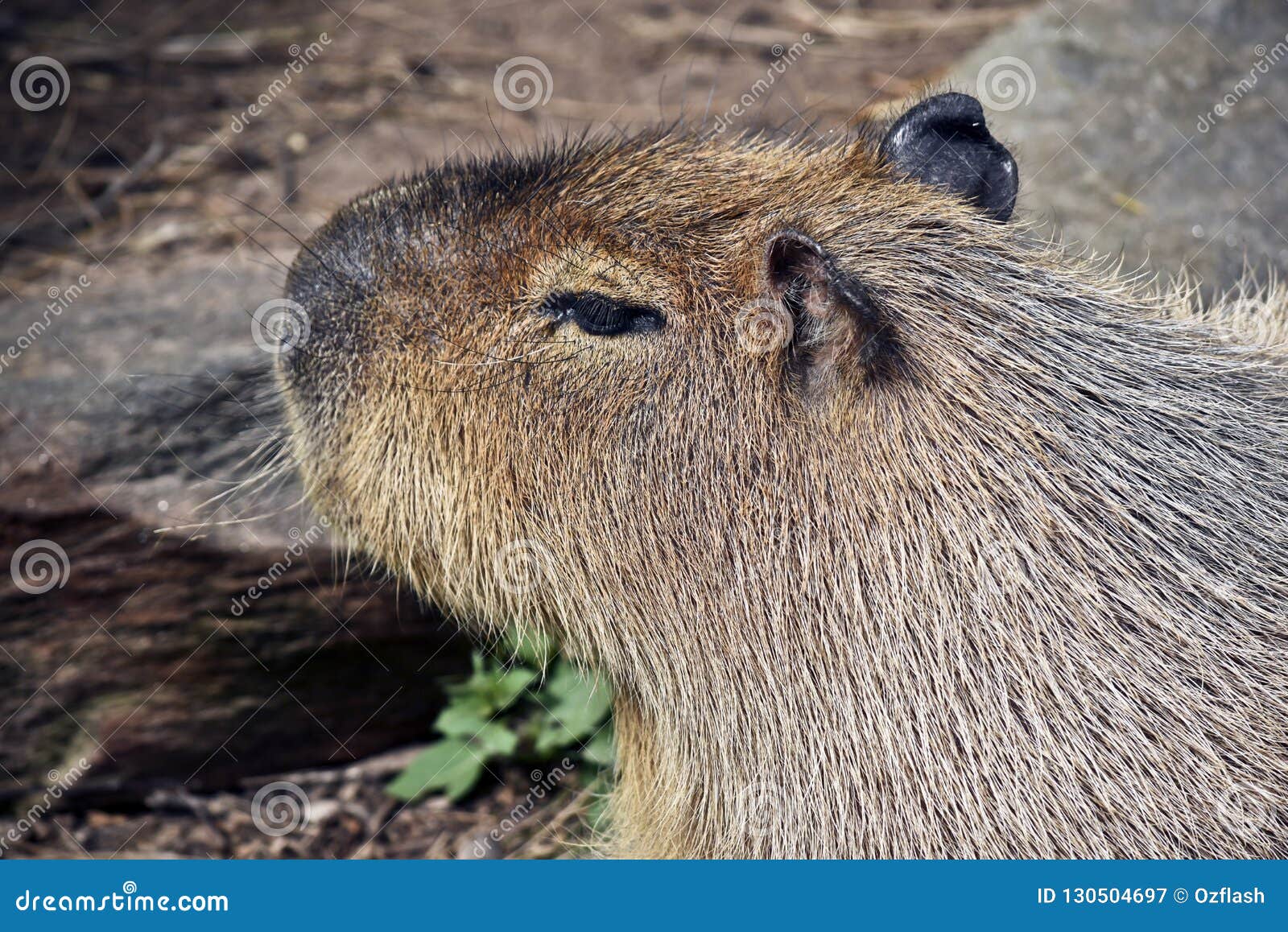 Capybara side view stock image. Image of ears, capybara - 130504697