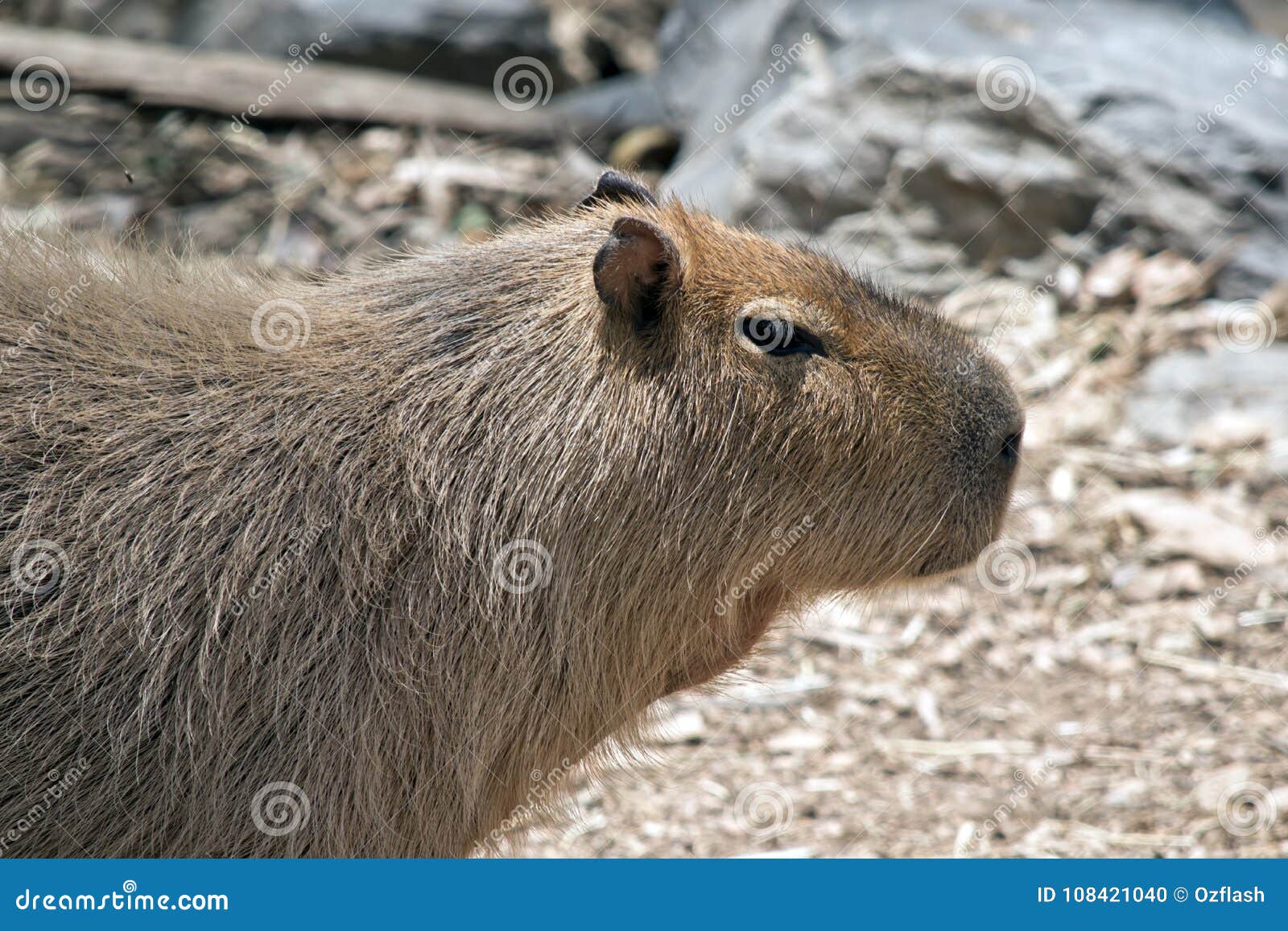 Capybara close up stock photo. Image of legs, small - 108421040