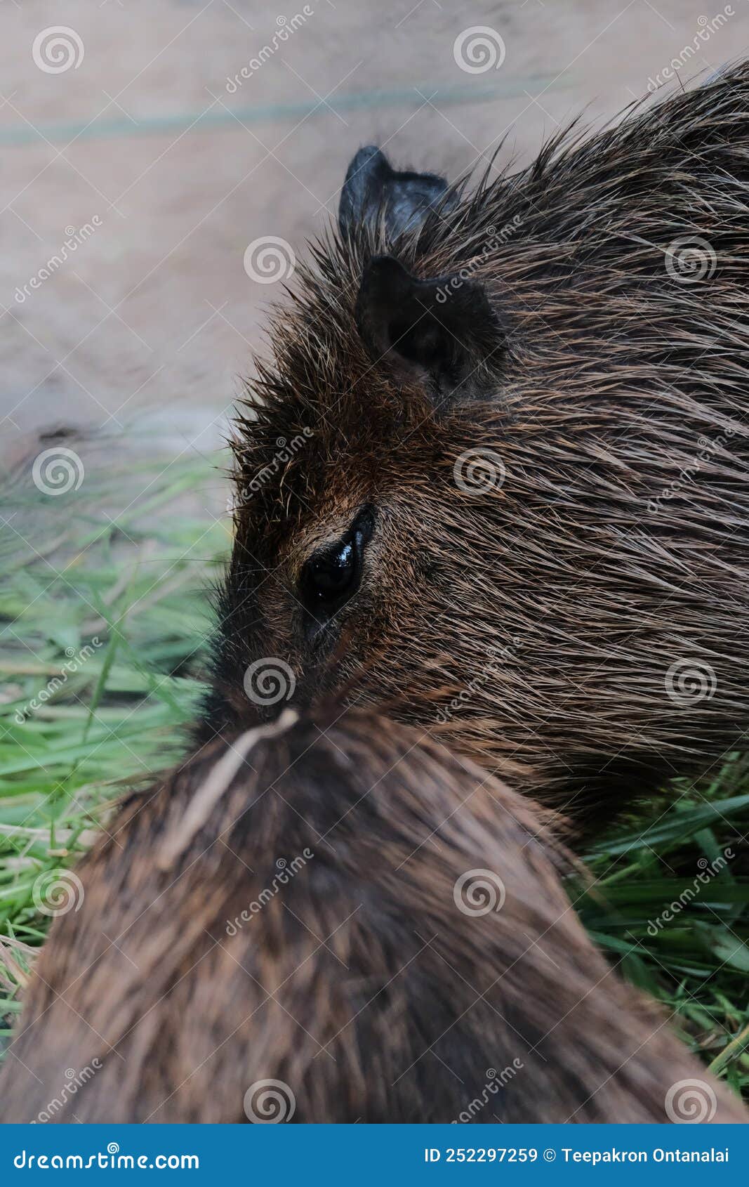 Capybara Close Up at Zoo in Thailand Stock Image - Image of thailand ...