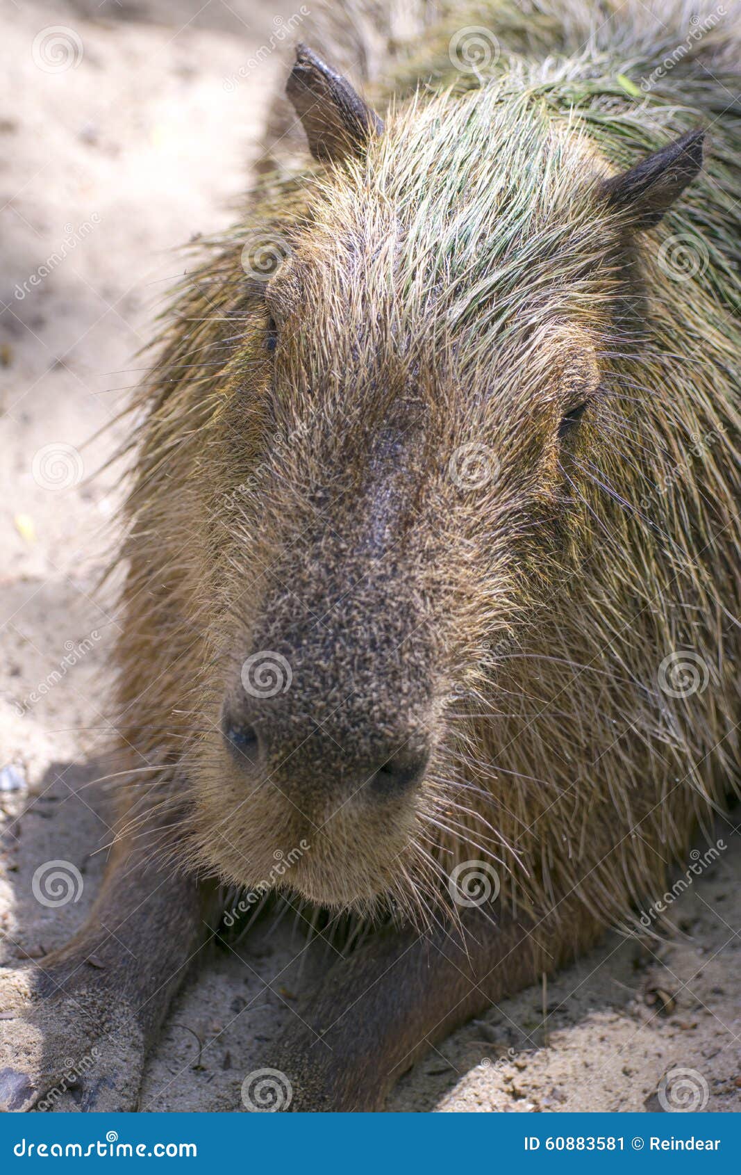 Capybara stock image. Image of large, natural, wildlife - 60883581