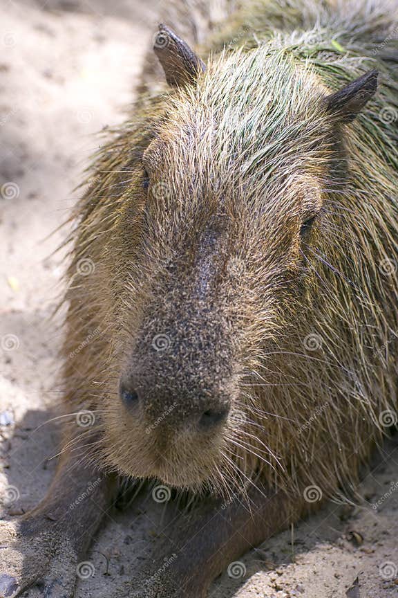 Capybara stock image. Image of large, natural, wildlife - 60883581