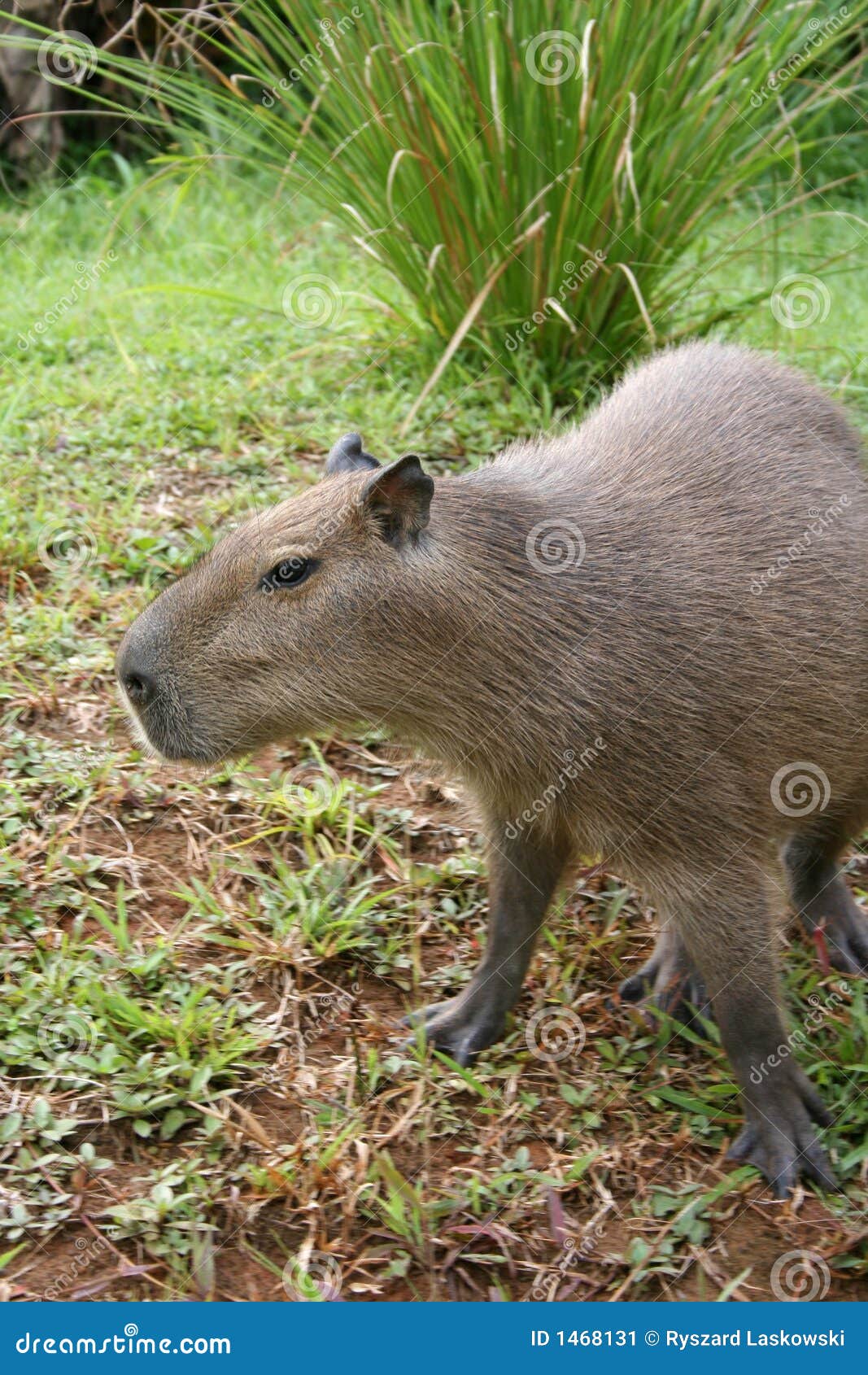 Capybara Attack
