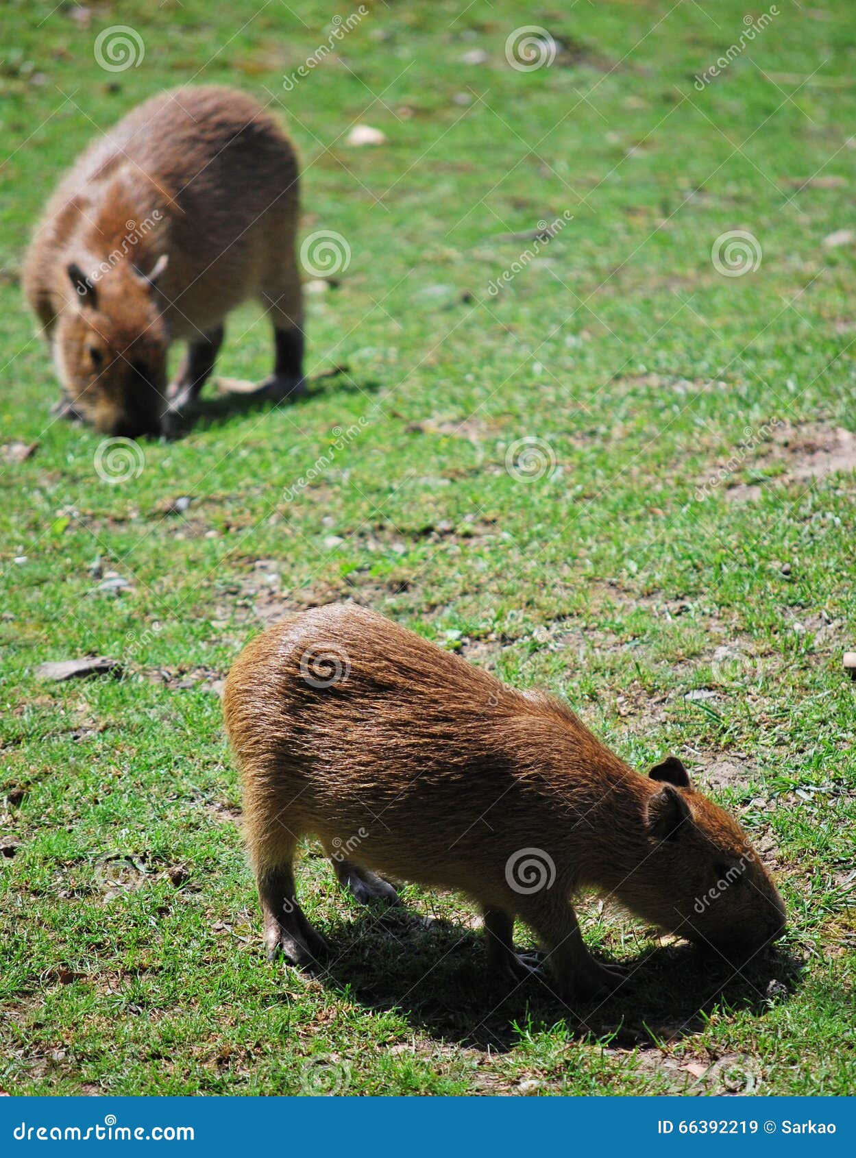 Capybara stock image. Image of capybara, america, brown - 66392219
