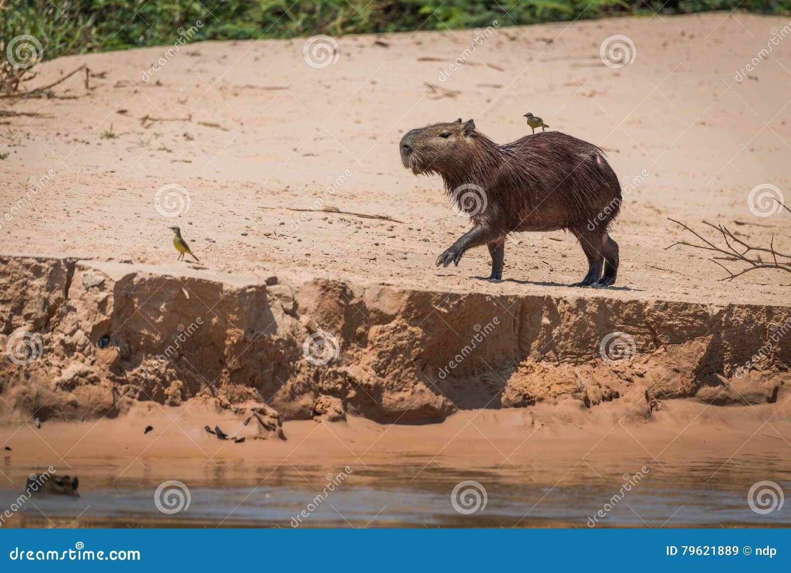 Capybara With Bird On Its Back Royalty-Free Stock Image | CartoonDealer ...