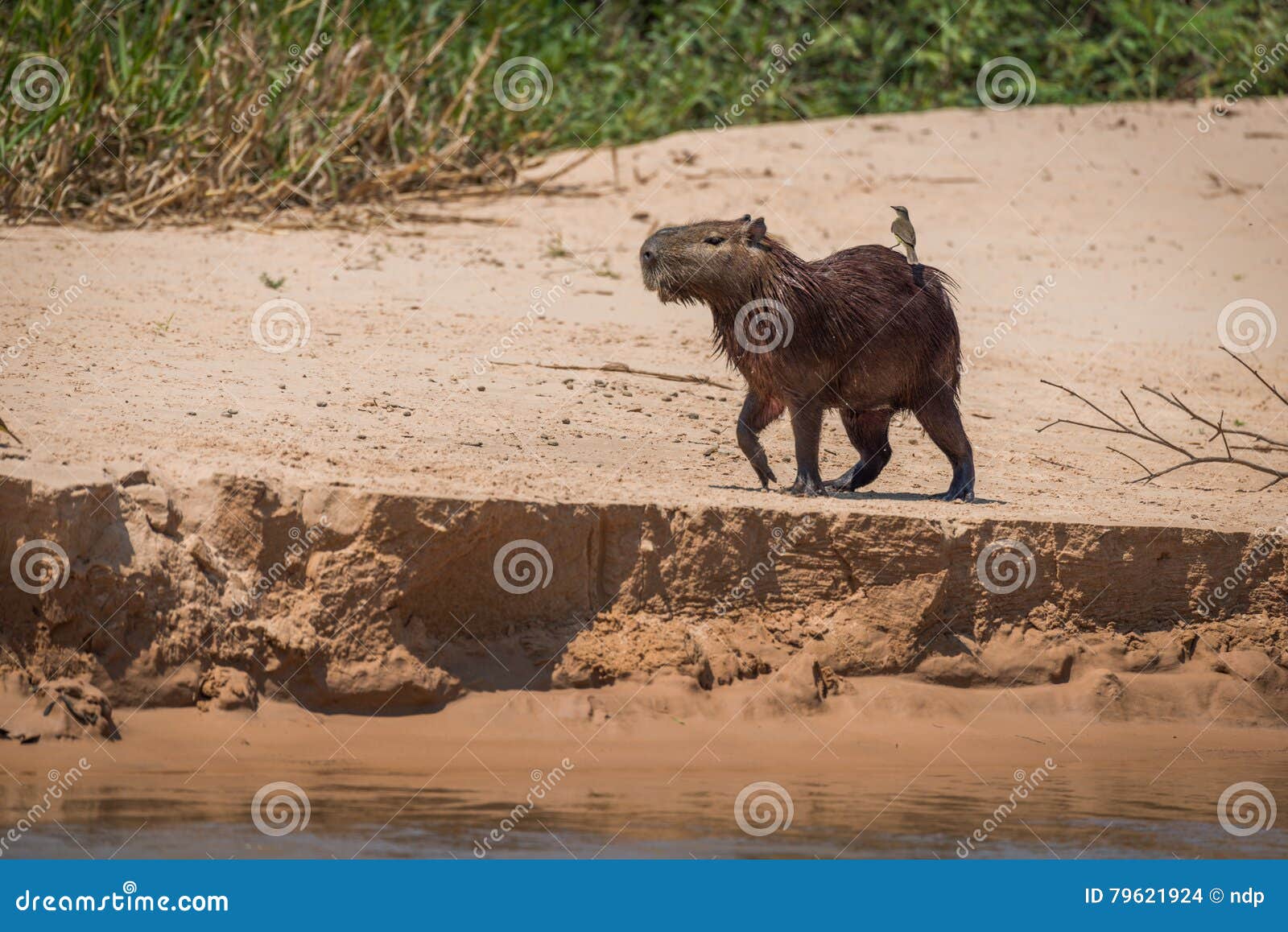Capybara With Bird On Its Back Royalty-Free Stock Image | CartoonDealer ...