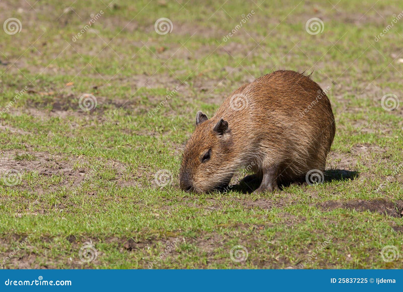 Capybara cub stock image. Image of little, animal, america - 25837225