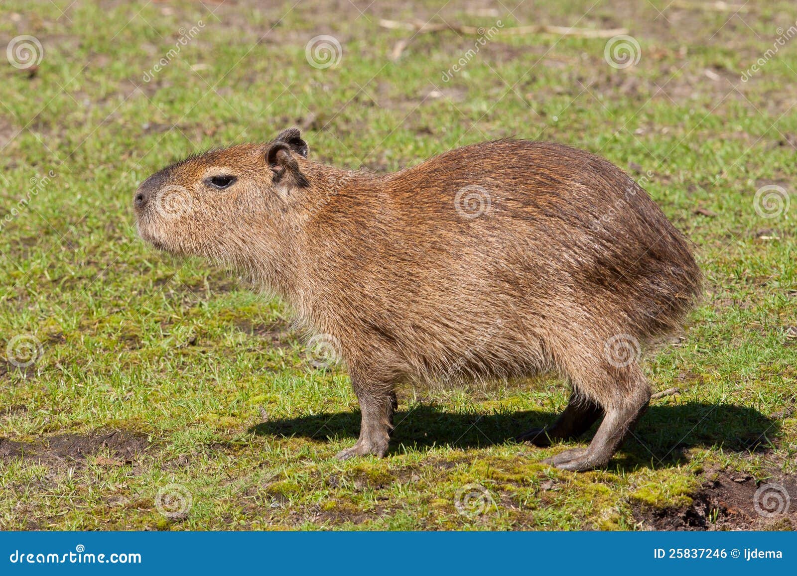 Capybara cub stock photo. Image of cubs, meadow, capybara - 25837246