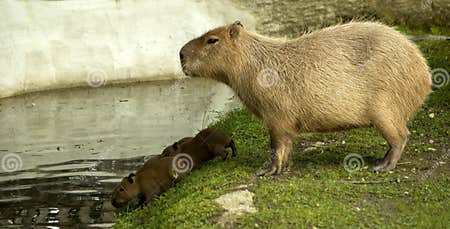 Capybara with cubs stock photo. Image of family, capybara - 11936826