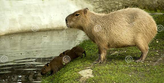 Capybara with cubs stock photo. Image of family, capybara - 11936826
