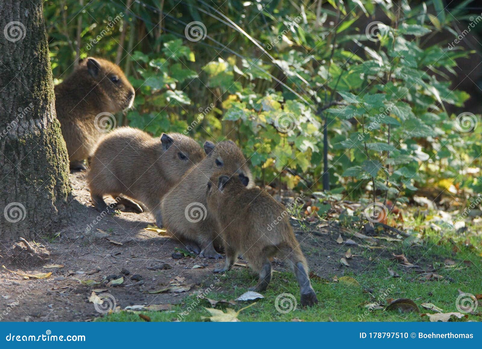 Capybara with cubs. stock photo. Image of hydrochoerus - 178797510