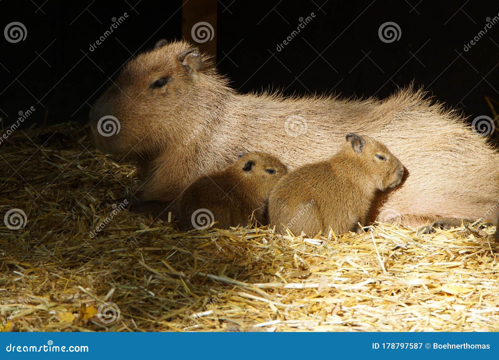 A Capybara Mother And Baby Approach The River Bank. Iquitos, Amazon ...