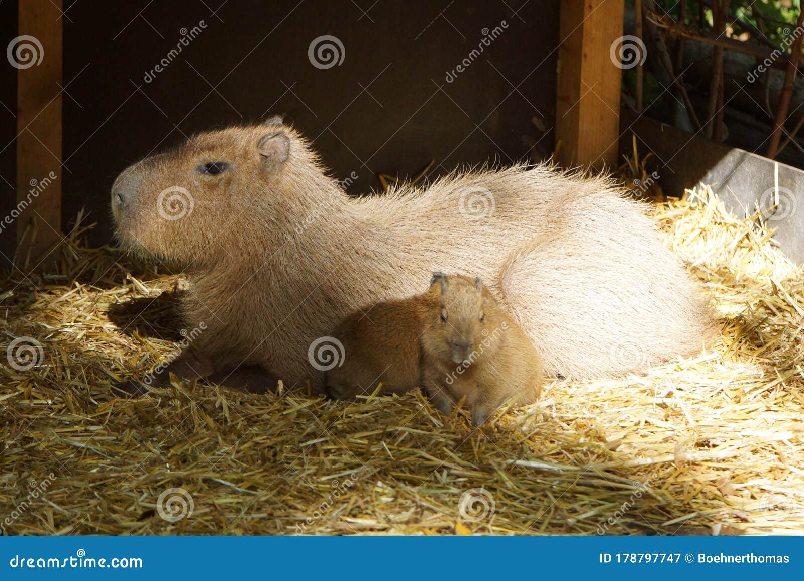 Capybara with cubs. stock image. Image of capybara, hydrochaeris ...