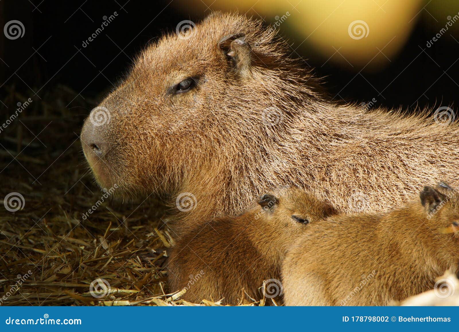 A Capybara Mother And Baby Approach The River Bank. Iquitos, Amazon ...