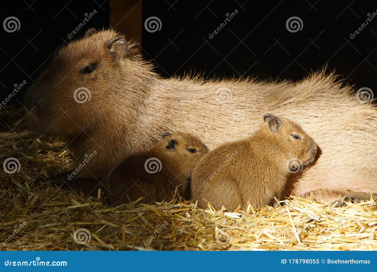 Capybara with cubs. stock image. Image of green, babies - 178798055