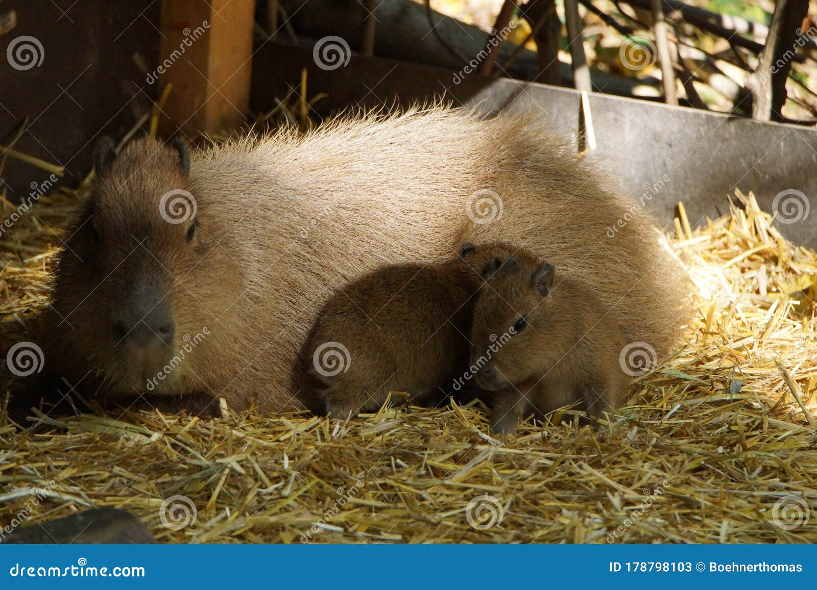 Capybara with cubs. stock image. Image of rodent, capybara - 178798103