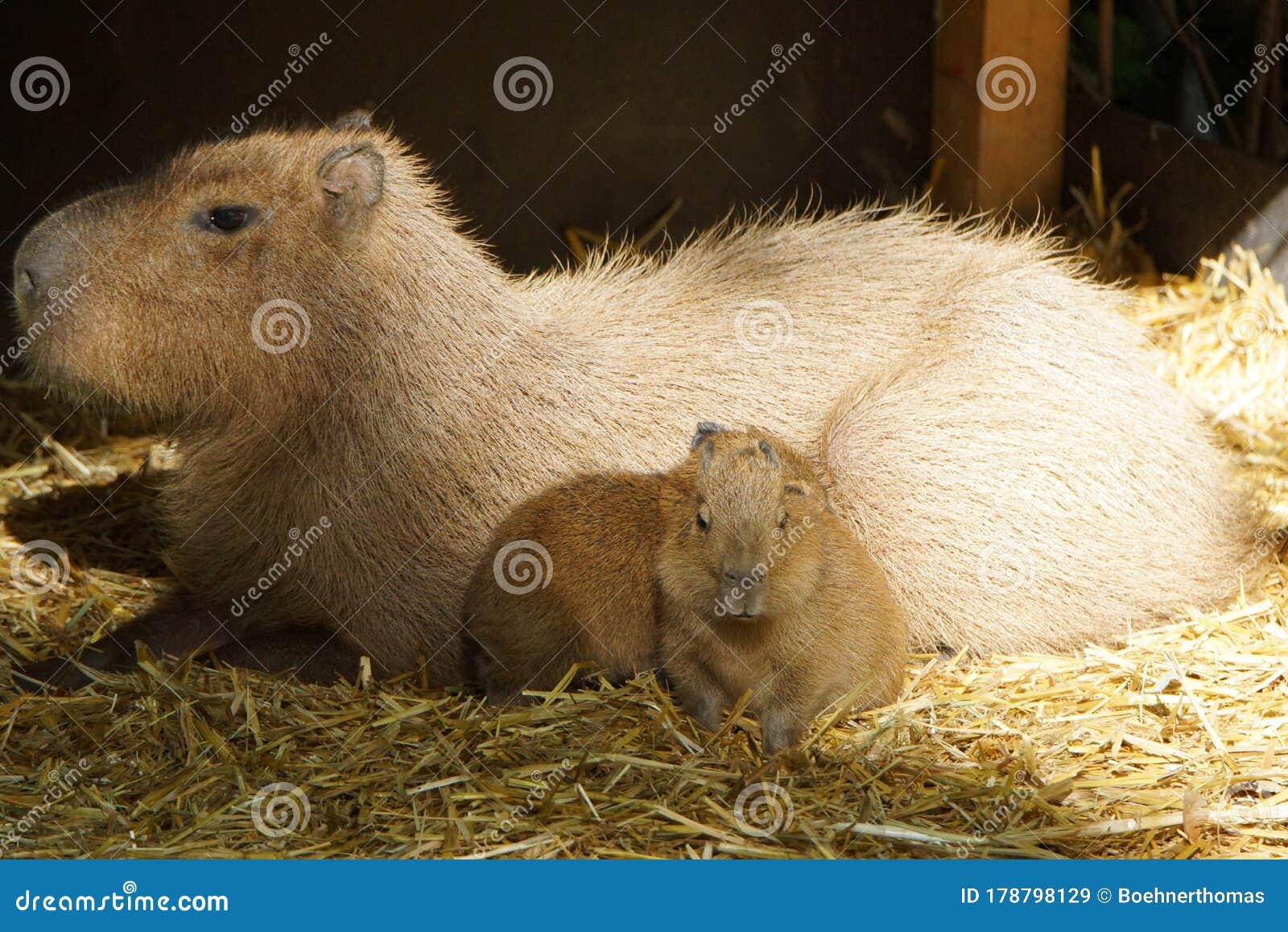 A Capybara Mother And Baby Approach The River Bank. Iquitos, Amazon ...