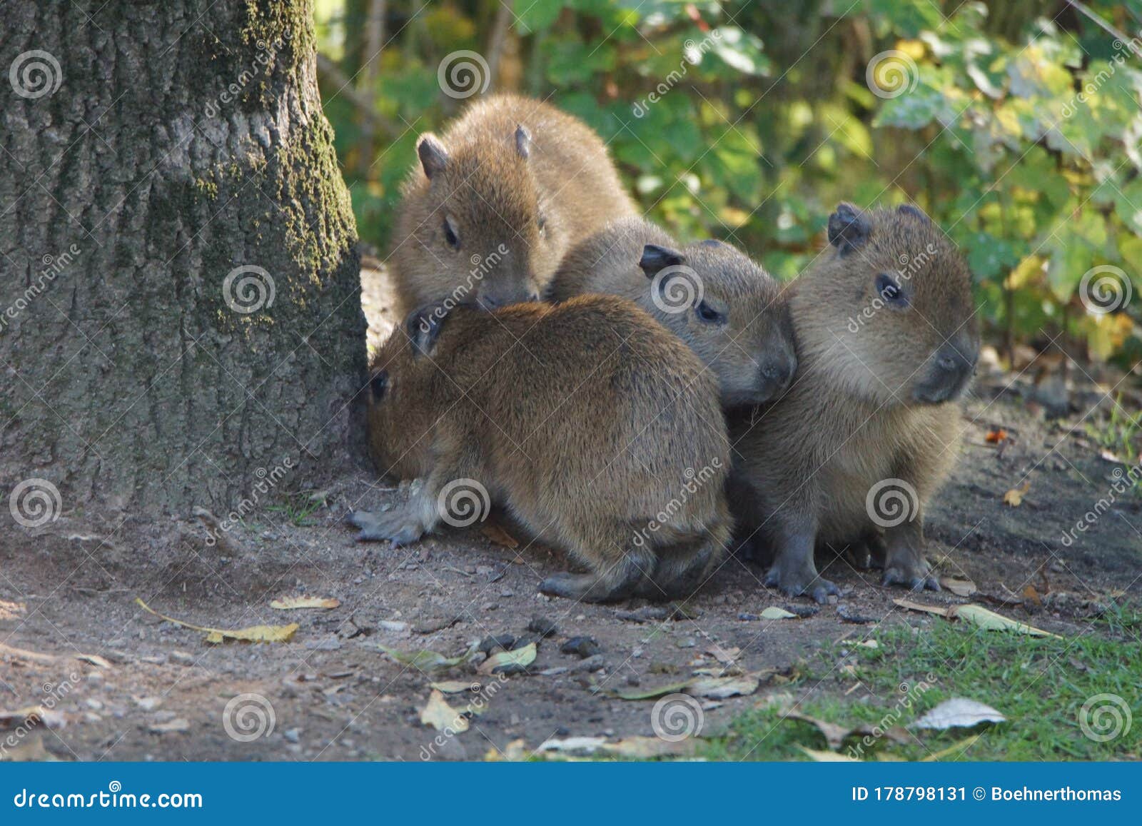 Capybara with cubs. stock image. Image of hydrochaeris - 178798131
