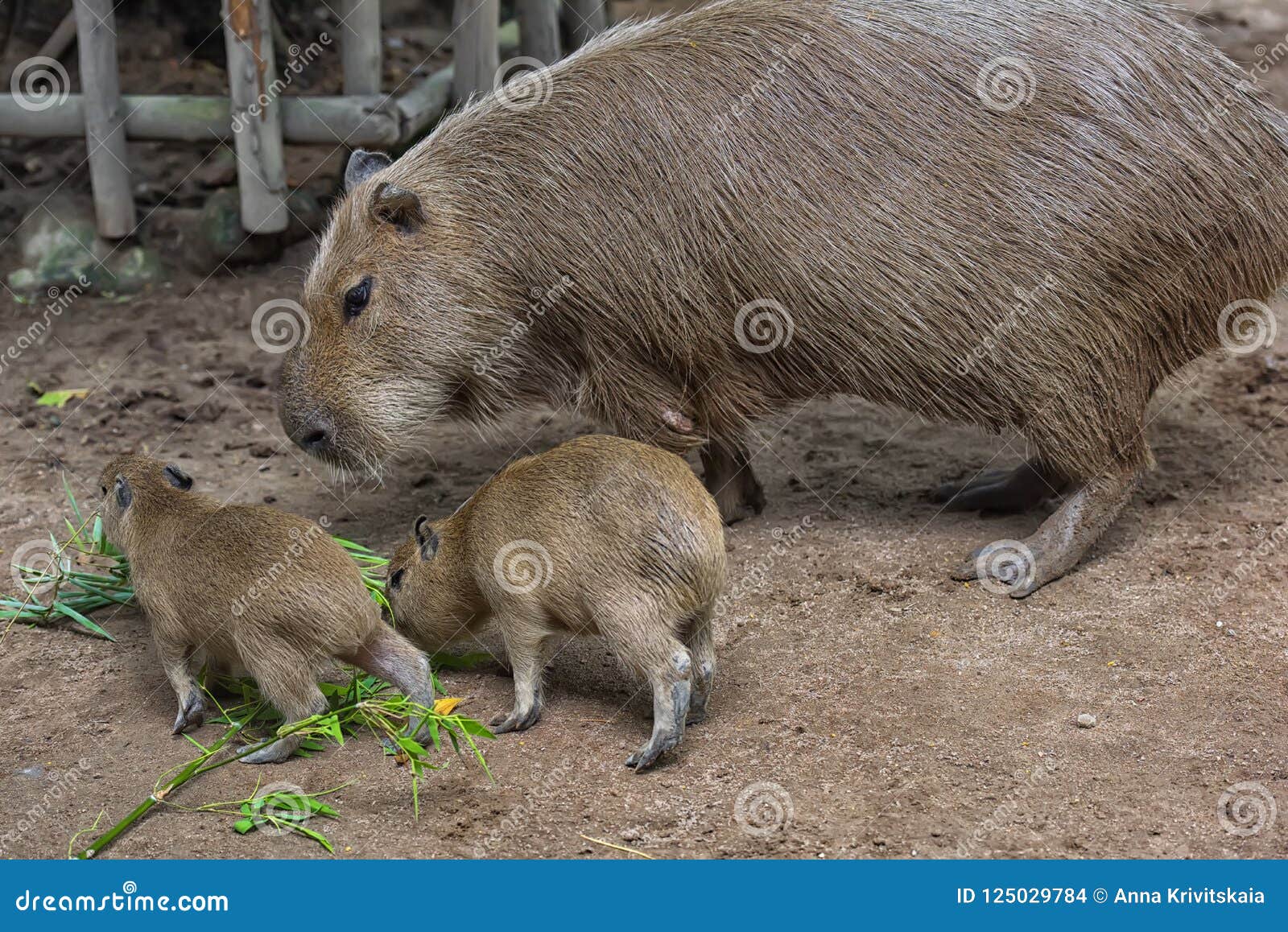 Capybara with cubs stock photo. Image of fauna, climate - 125029784