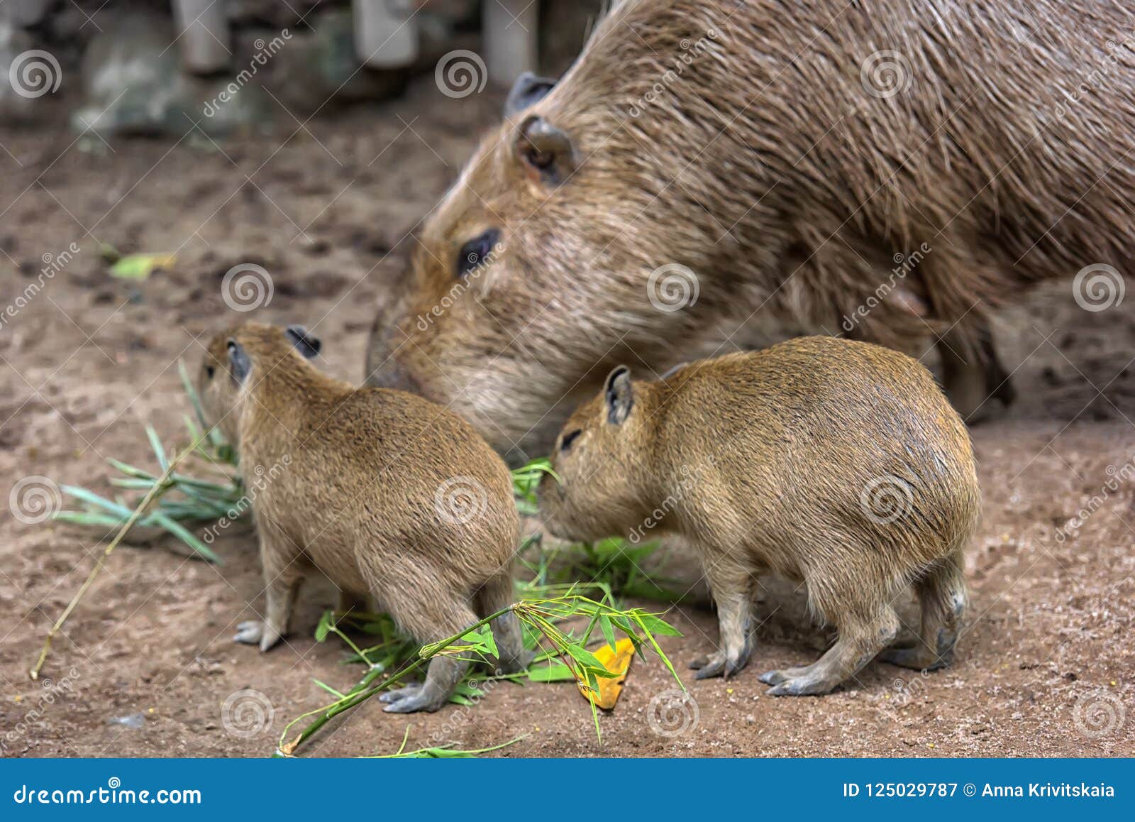 Female Capybara With Baby Grooming Royalty-Free Stock Photography ...