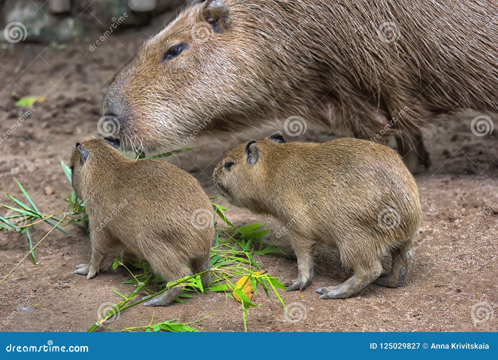 Female Capybara With Baby Grooming Royalty-Free Stock Photography ...