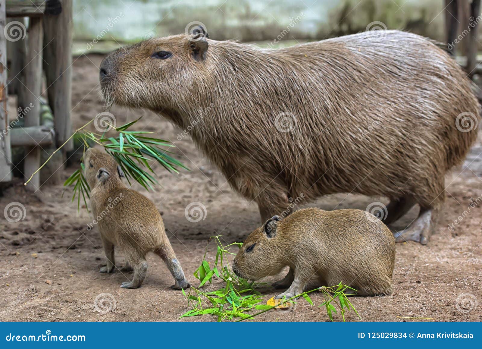 Female Capybara With Baby Grooming Royalty-Free Stock Photography ...