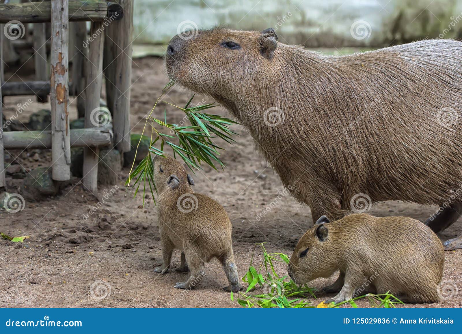 Capybara with cubs stock photo. Image of enviroment - 125029836