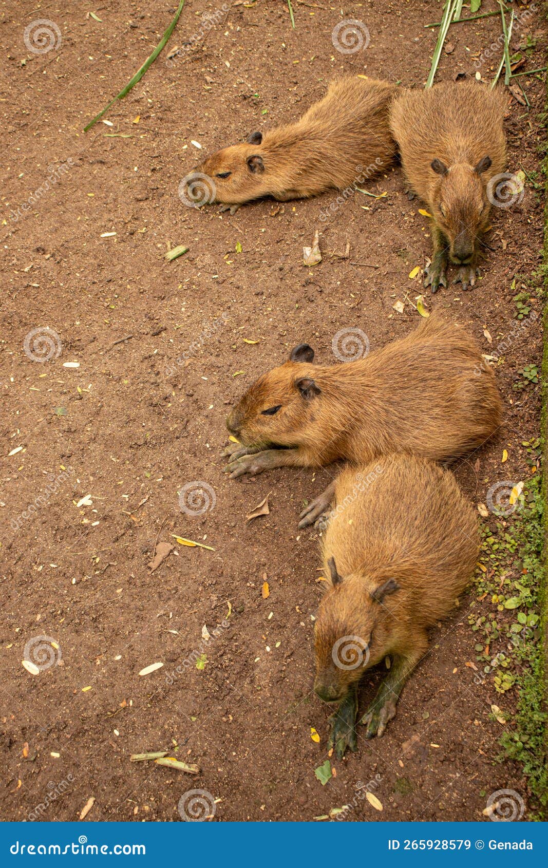 4 Capybara Cubs Lying on the Red Soil Stock Image - Image of rodent ...