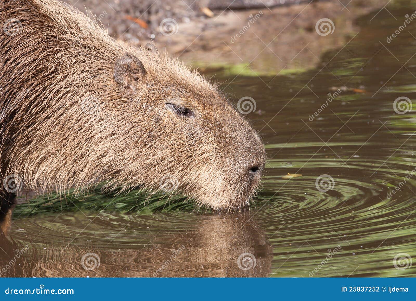 Capybara drinking stock photo. Image of pasture, colombia - 25837252