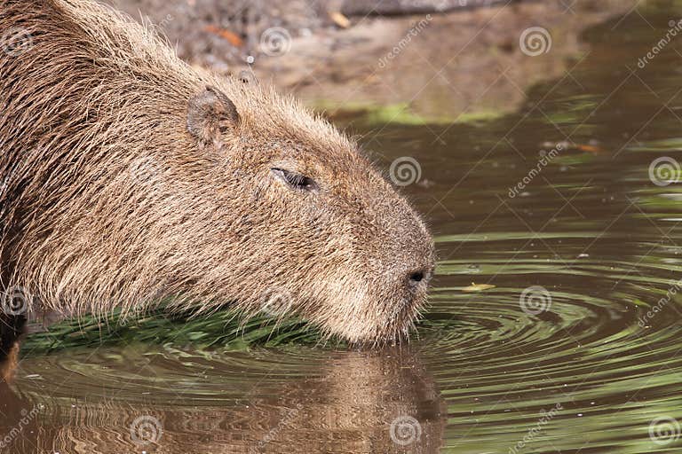 Capybara drinking stock photo. Image of pasture, colombia - 25837252
