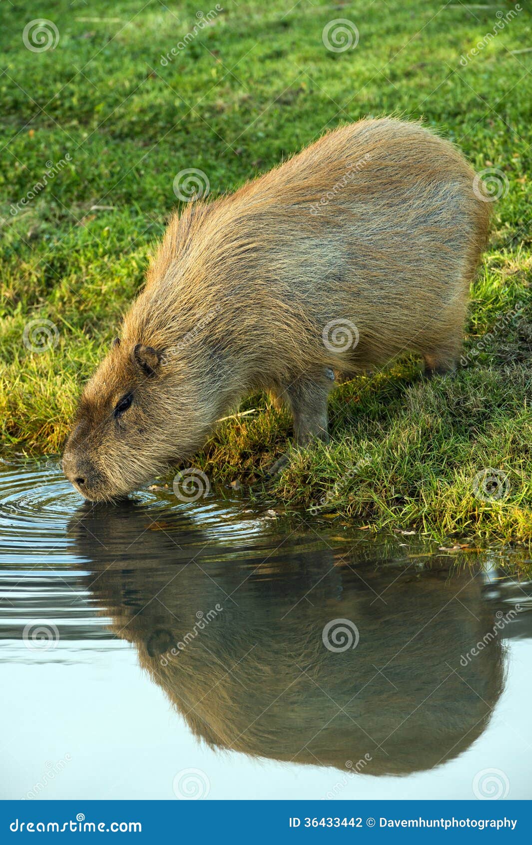 Capybara stock photo. Image of hydrochaeris, hydrocherus - 36433442