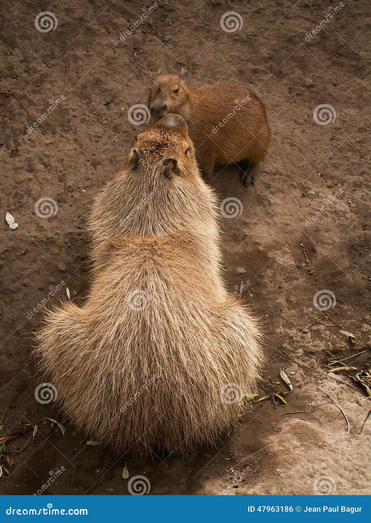 Capybara e bebê foto de stock. Imagem de animal, retrato - 47963186