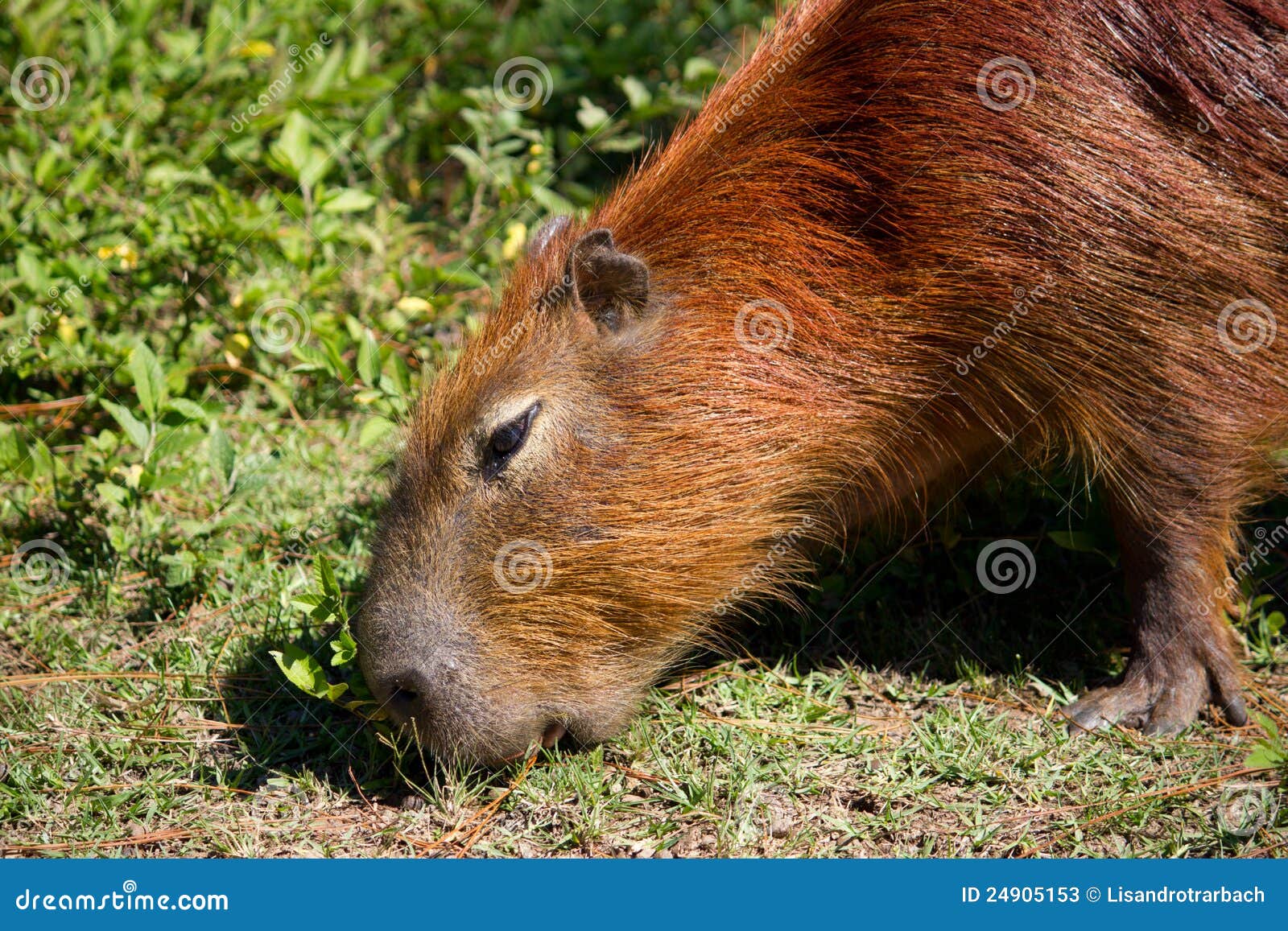 Capybara eating stock image. Image of capybara, life - 24905153