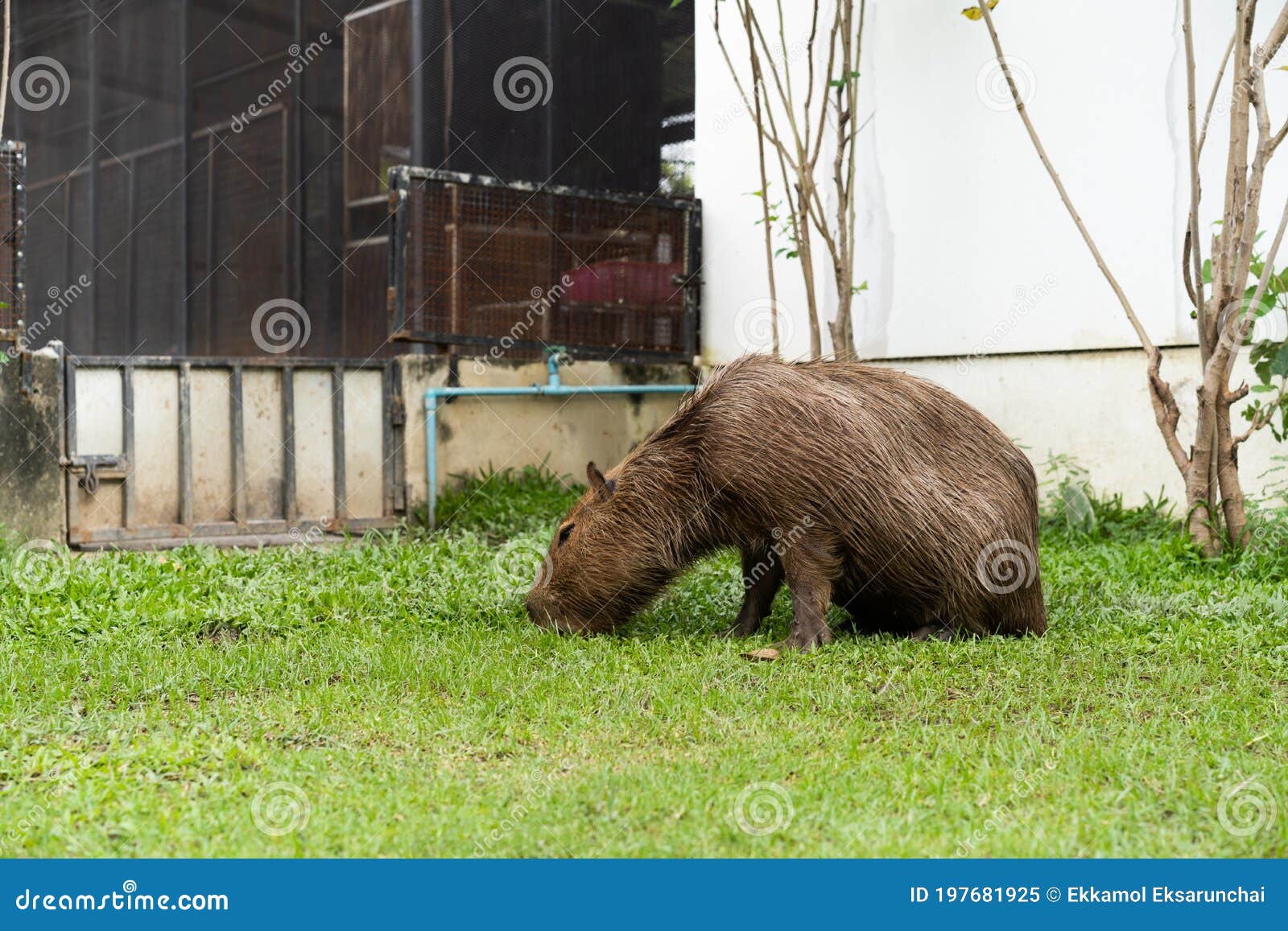A capybara is eating food stock image. Image of grass - 197681925