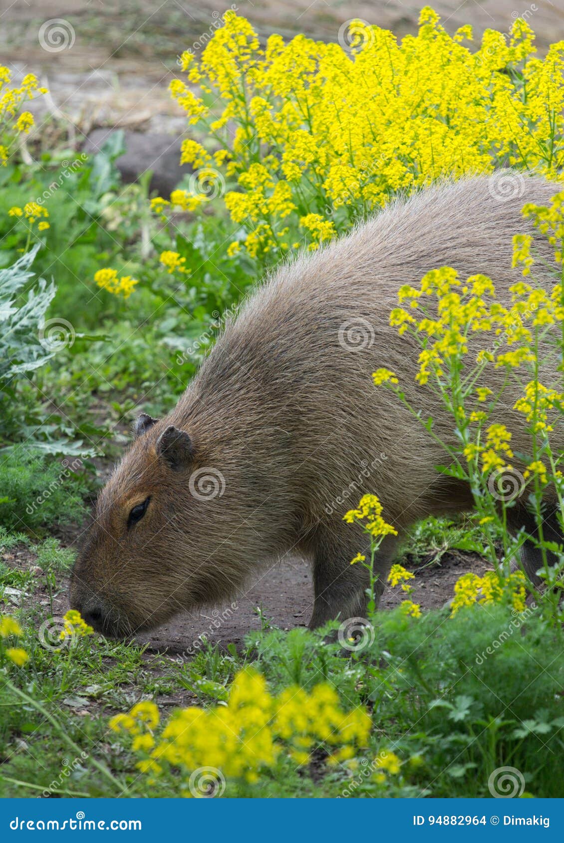 Capybara eating grass stock photo. Image of eating, cute - 94882964