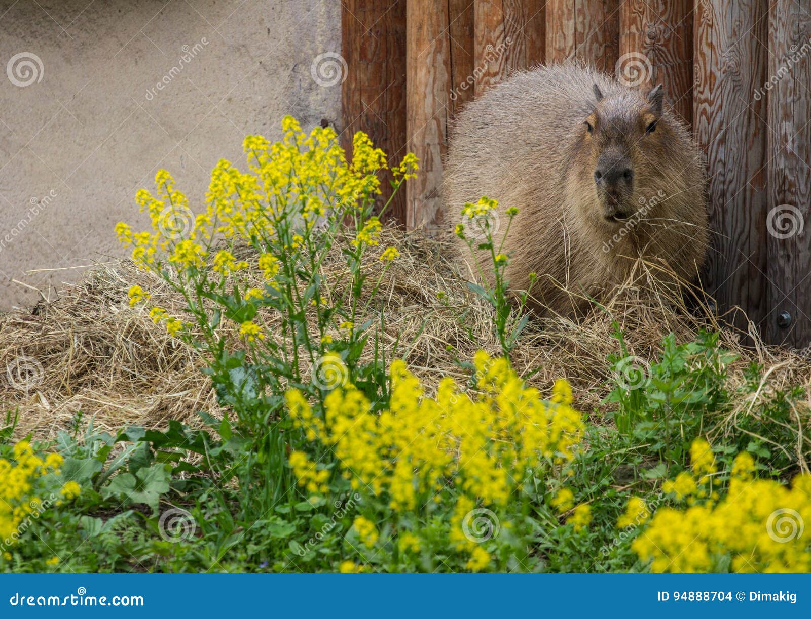 Capybara eating grass stock photo. Image of resting, food - 94888704