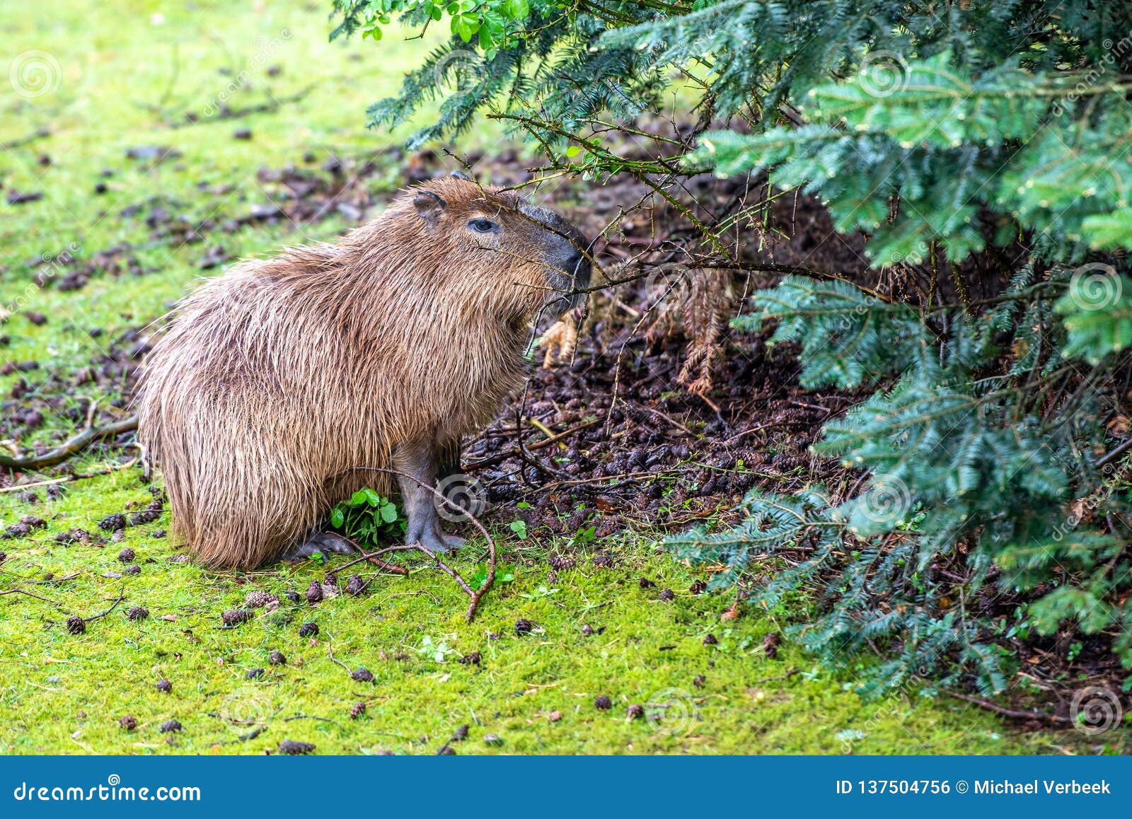 Capybara is Eating on the Grass Stock Photo - Image of head, cute ...