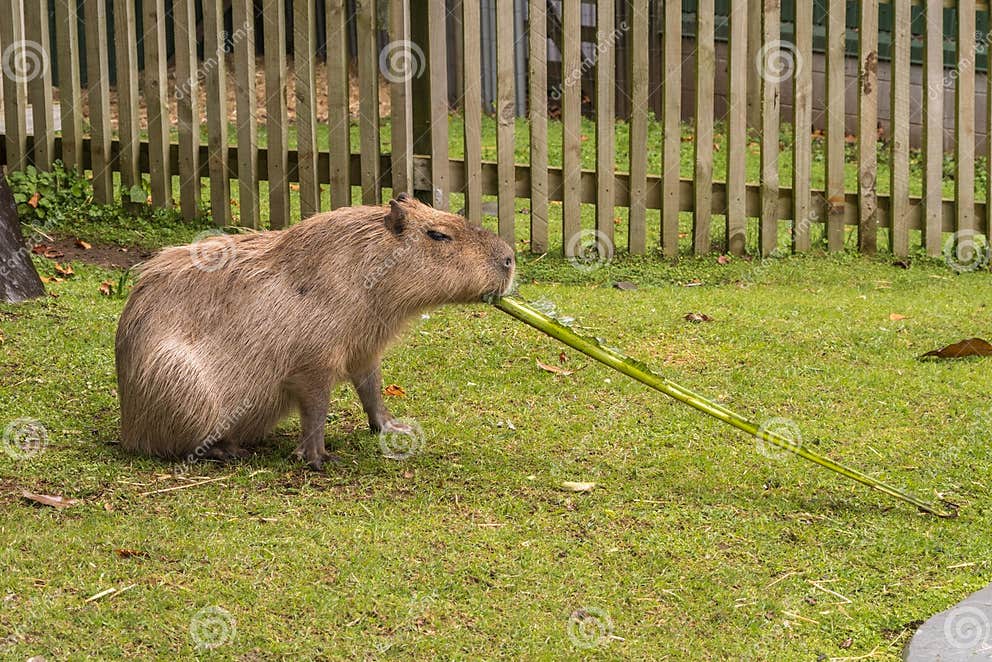 Capybara Eating a Palm Branch Stock Photo - Image of carpincho ...