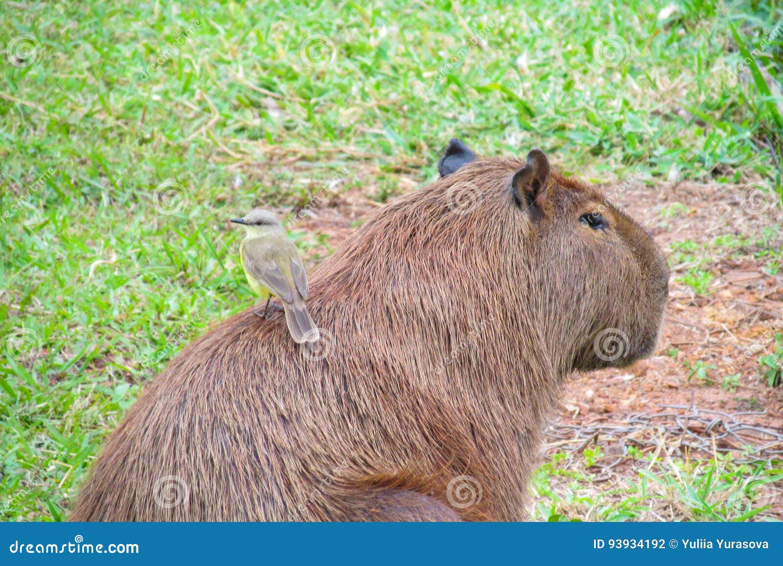 Capybara en hierba verde foto de archivo. Imagen de sentada - 93934192