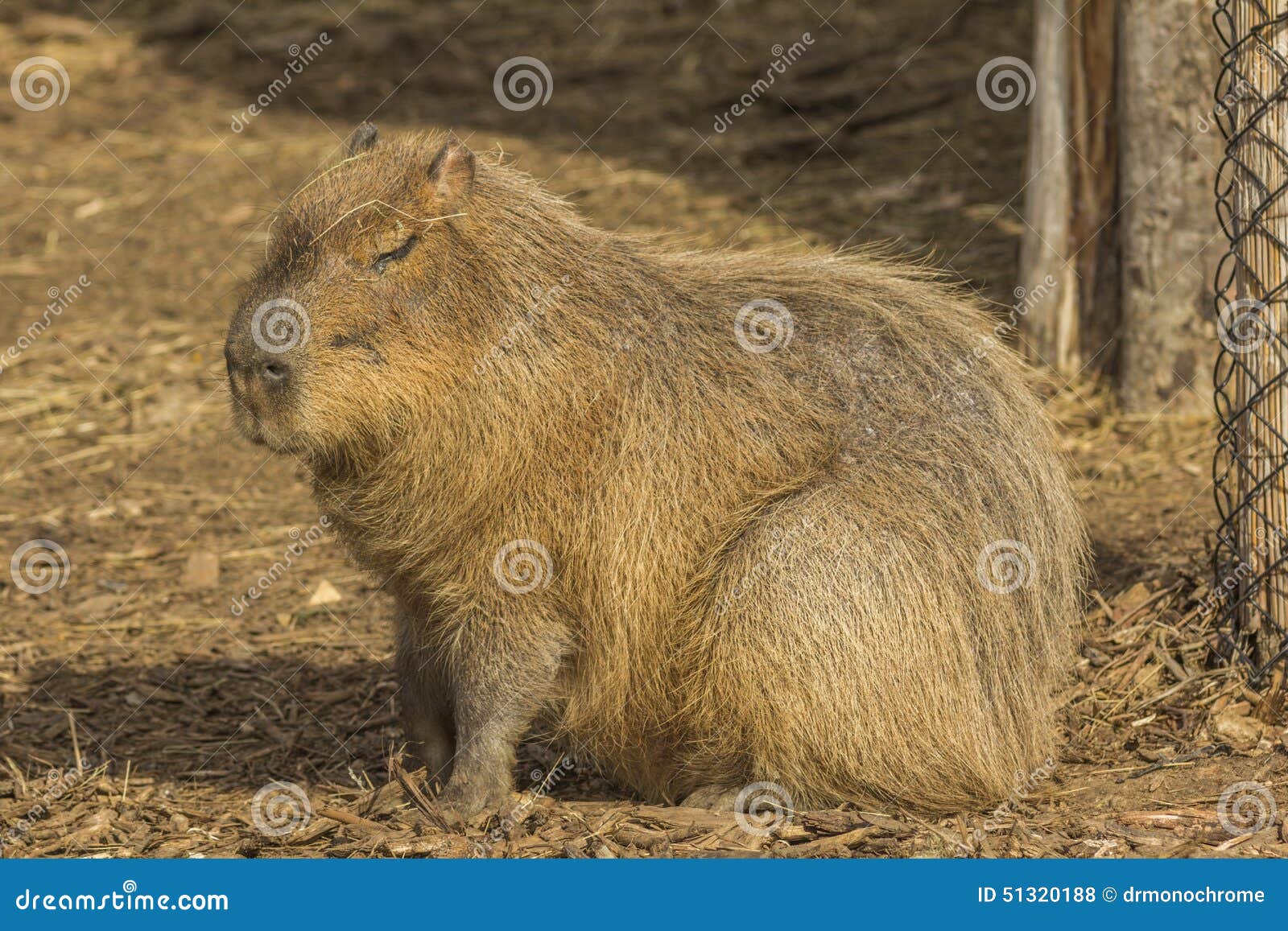 Capybara with eyes closed stock photo. Image of full - 51320188
