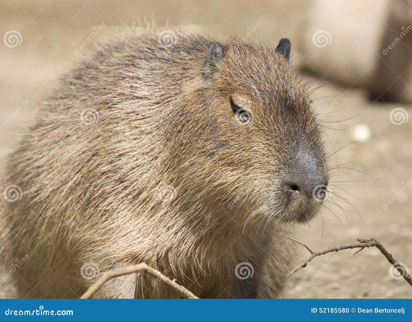 Capybara stock photo. Image of quadruped, wildlife, rodentia - 52185580