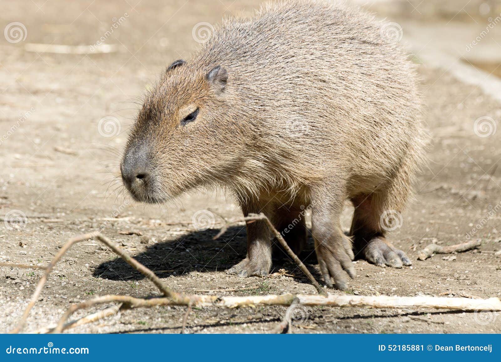 Capybara stock image. Image of wildlife, sunbathe, nature - 52185881