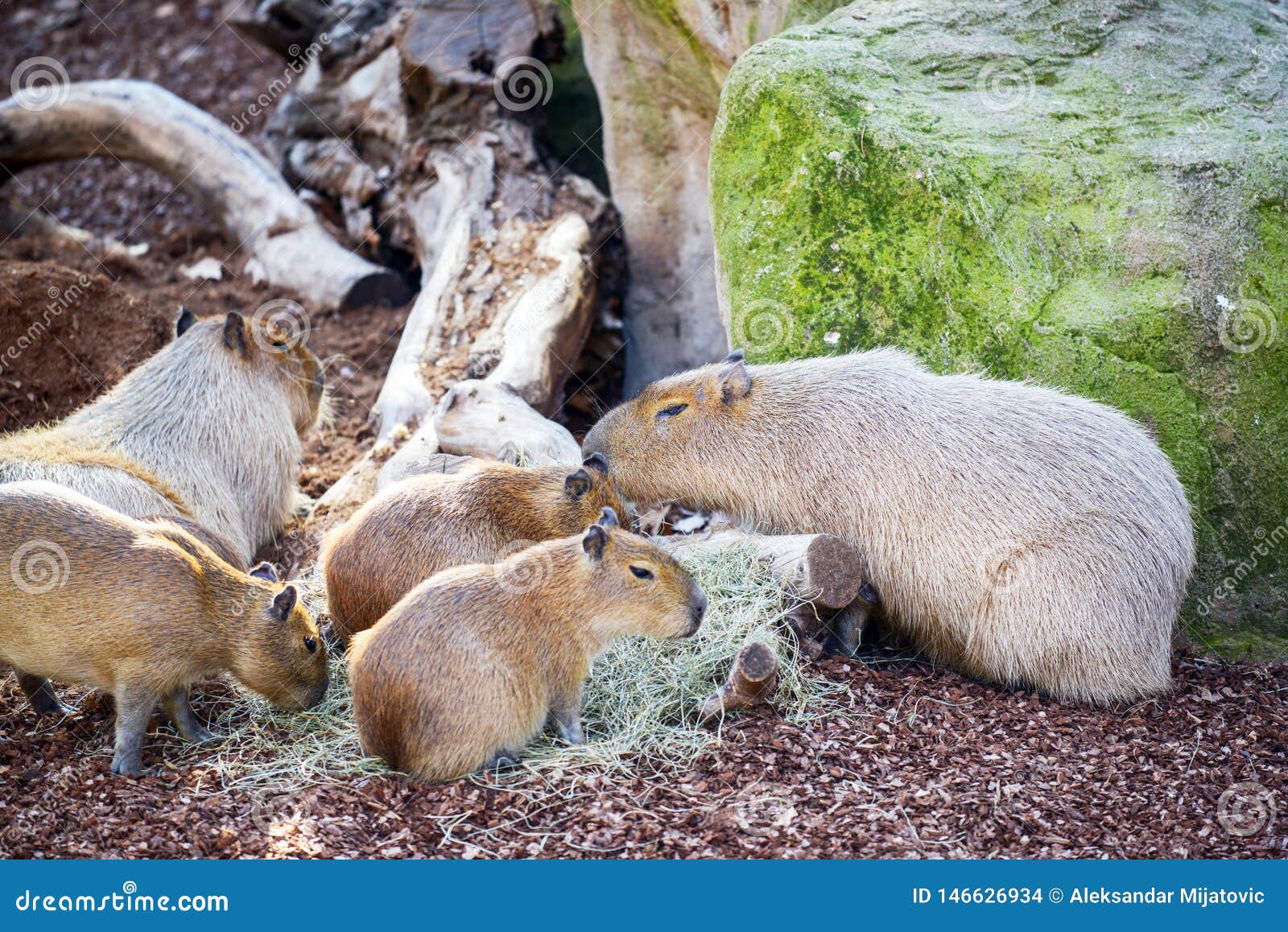 Capybara family stock photo. Image of small, animal - 146626934