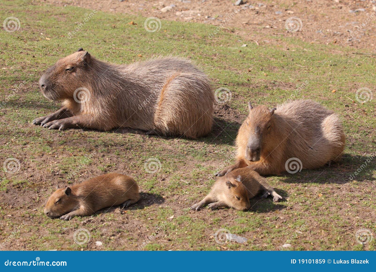 Capybara family stock image. Image of prague, capybara - 19101859