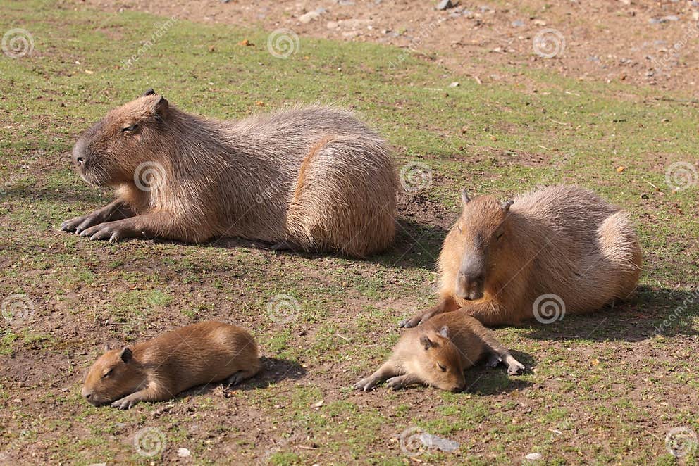 Capybara family stock image. Image of prague, capybara - 19101859