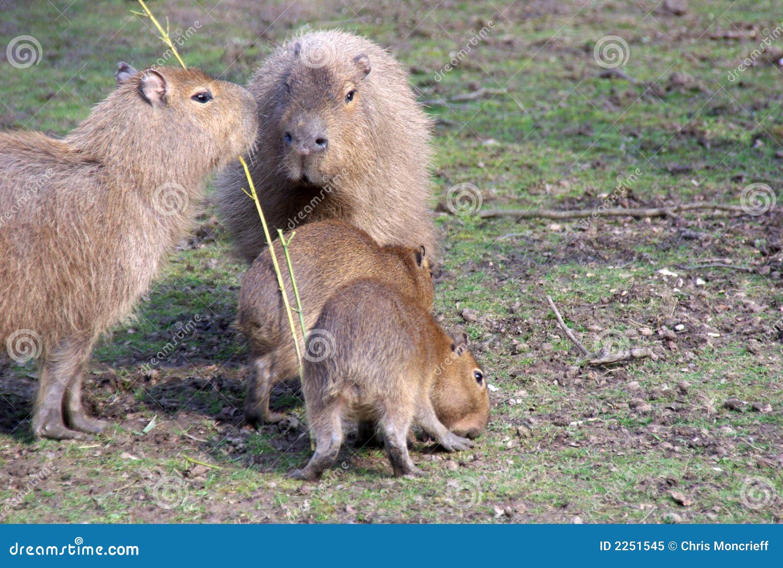Capybara Family stock image. Image of capybaras, babys - 2251545