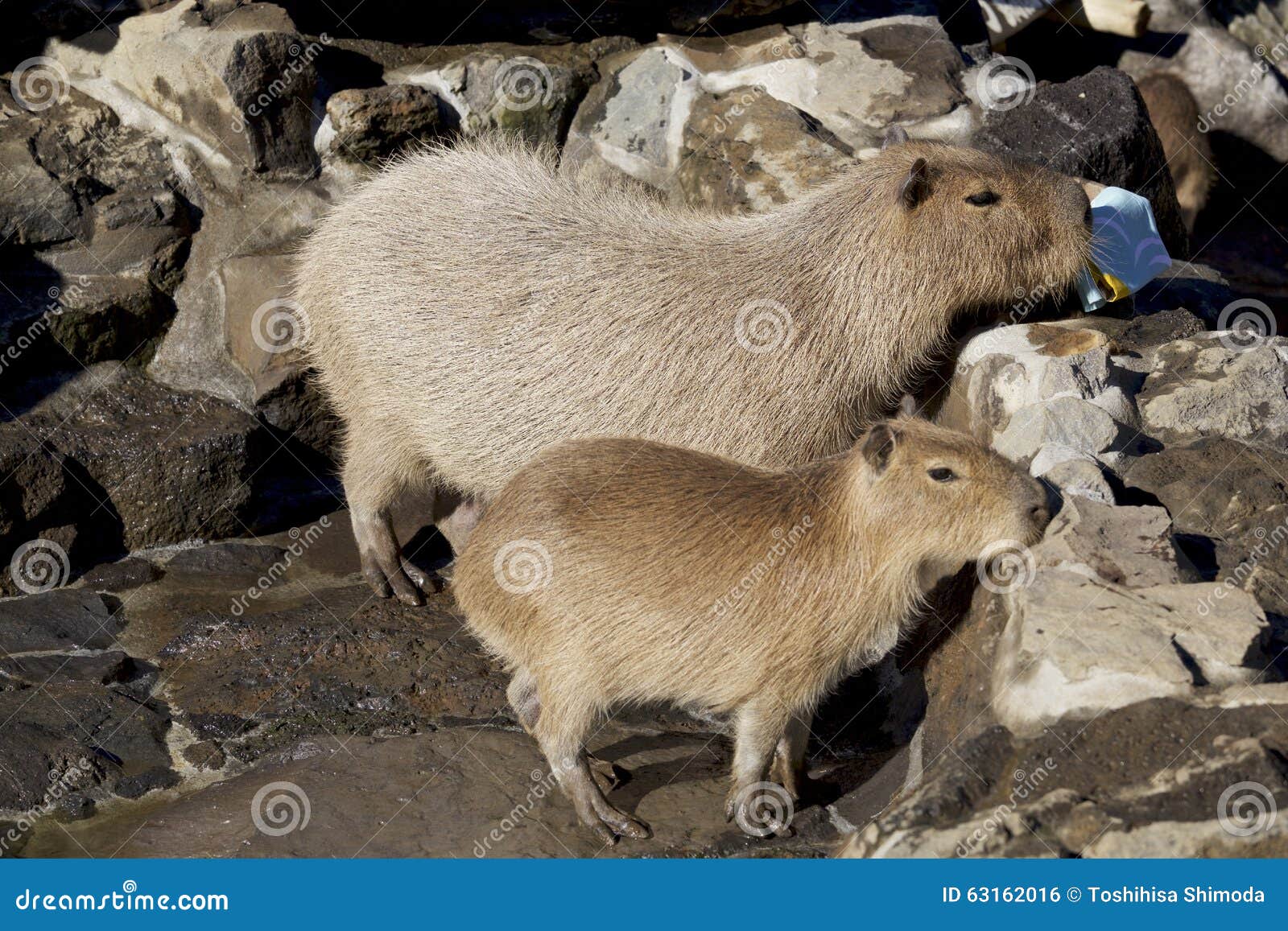 Capybara Family Royalty-Free Stock Image | CartoonDealer.com #84857440